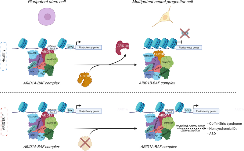 Neurodevelopmental disorders: 2022 update