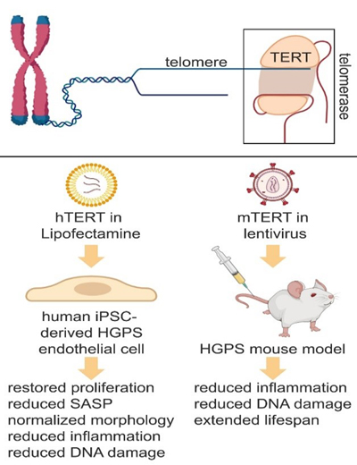 Neurovascular disease: 2022 update