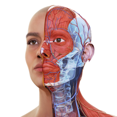 Trial: Anatomie-App Complete Anatomy | Aktuelles