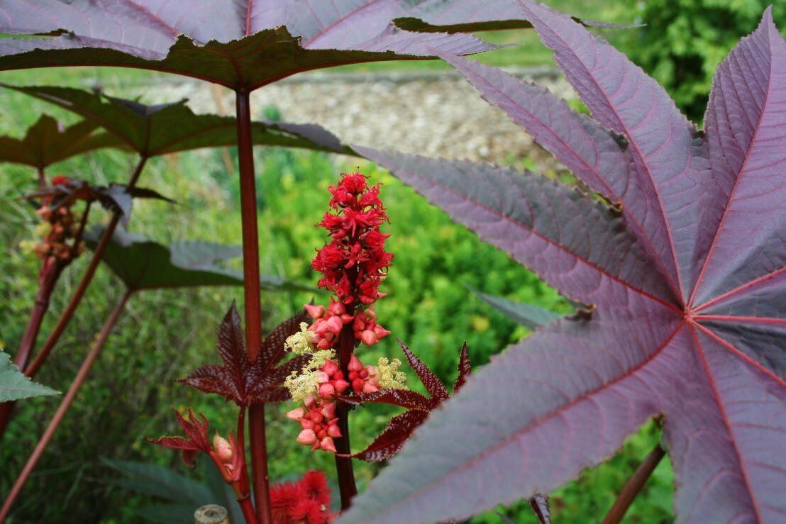 Wunderbaum - Pflanzenpatenschaft im Botanischen Garten