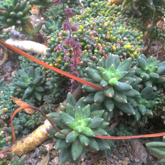 Dickblatt - Pflanzenpatenschaft im Botanischen Garten