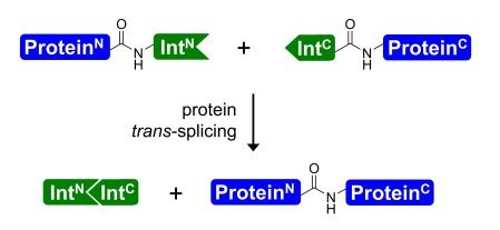 Technology development for protein semisynthesis