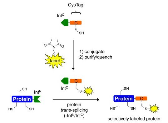 Technology development for protein semisynthesis