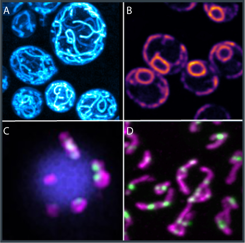 Sabrina Büttner | CiM-IMPRS Graduate Program Münster