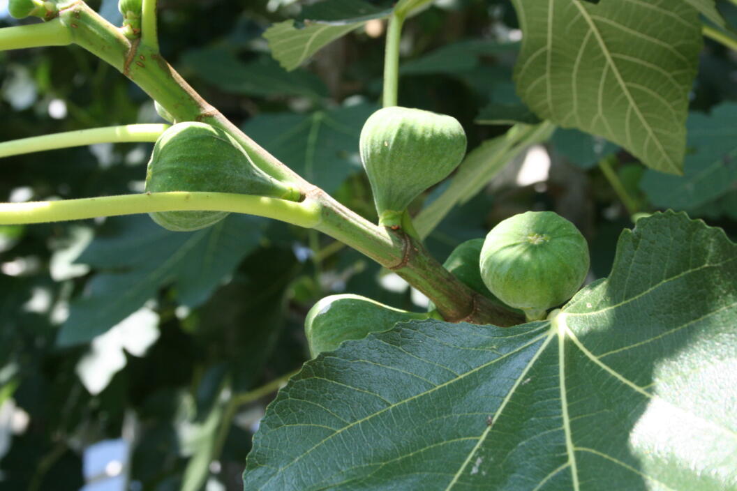 Feigenbaum