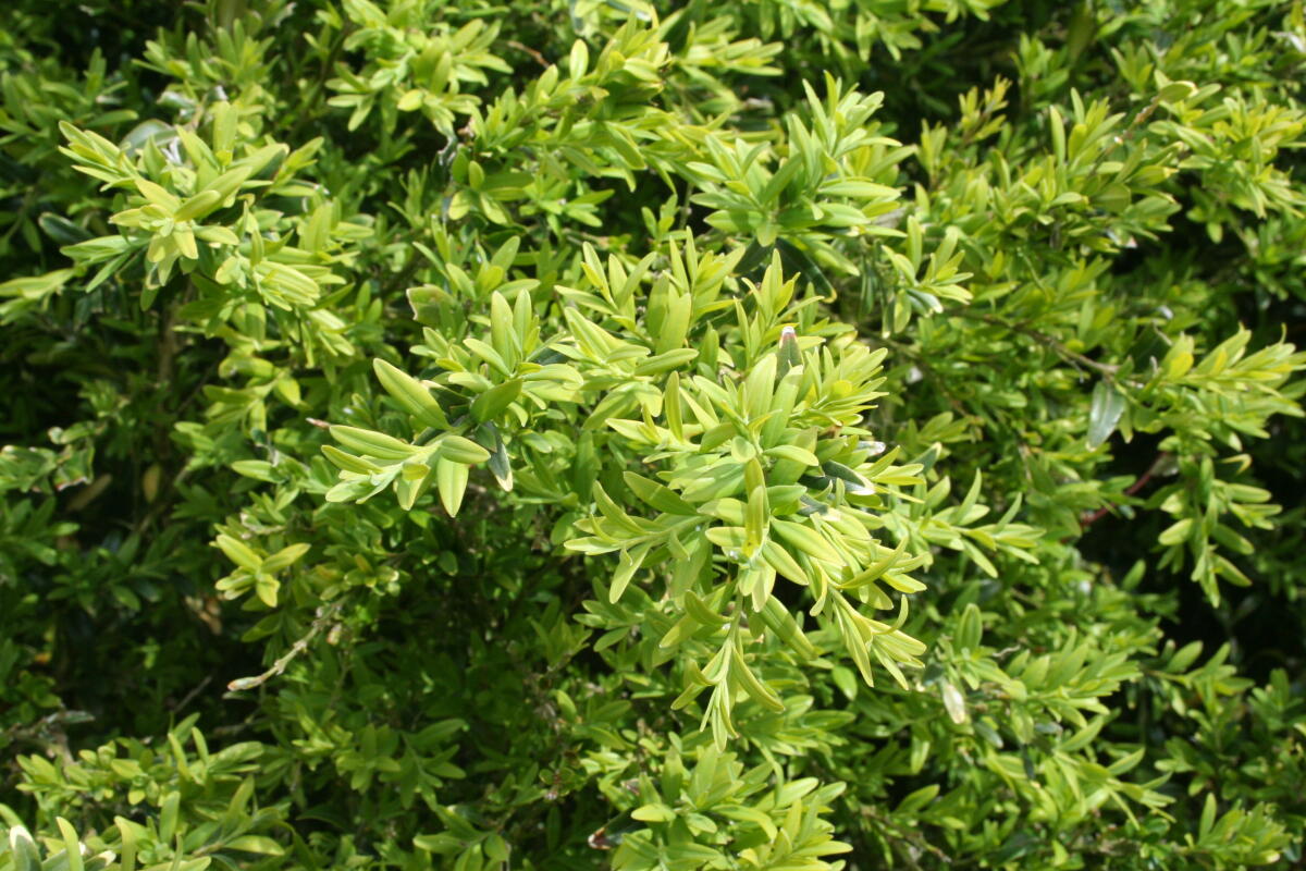 Boxwood