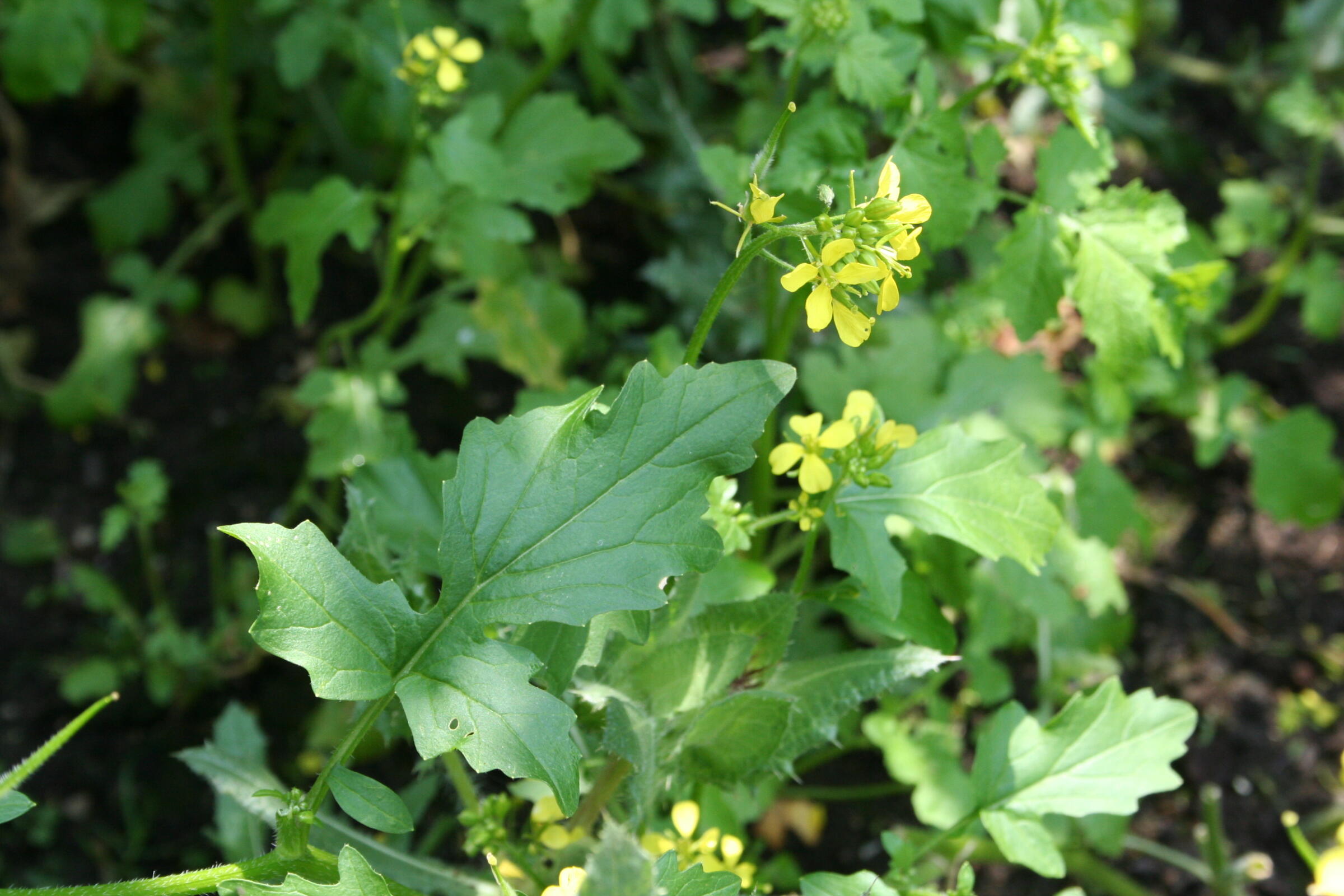 black mustard plant size