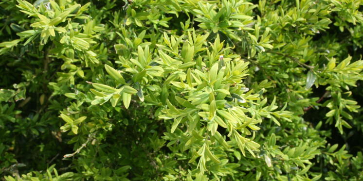 Boxwood