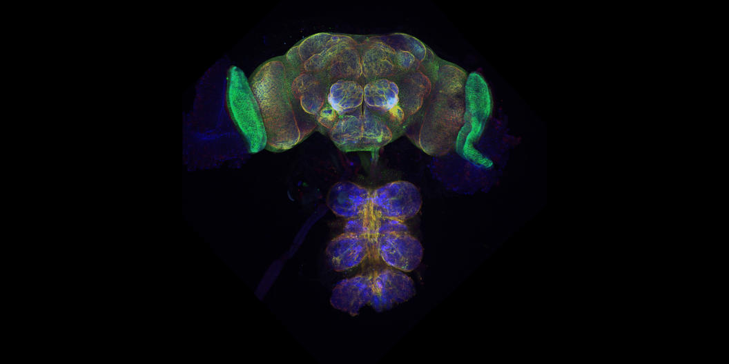 Neuroscience and Behaviour