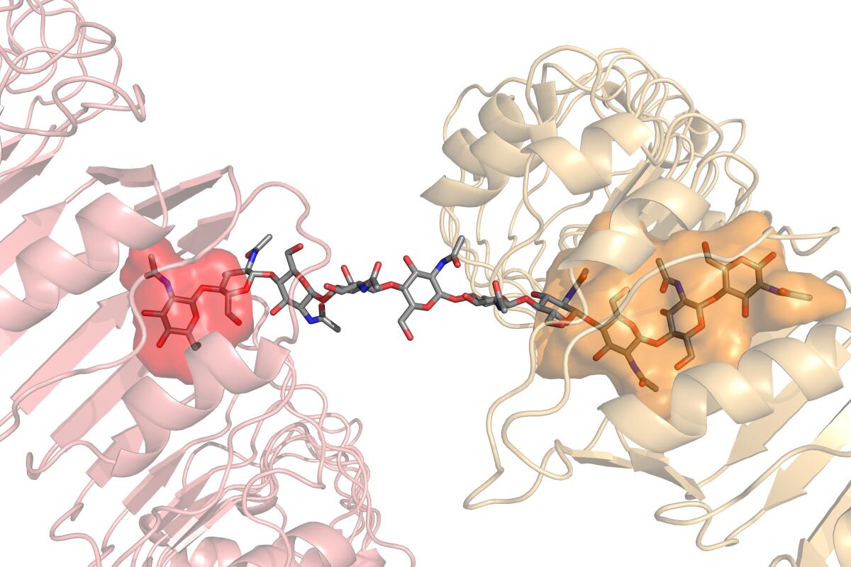Paper accepted: Transkingdom mechanism of MAMP generation by ...