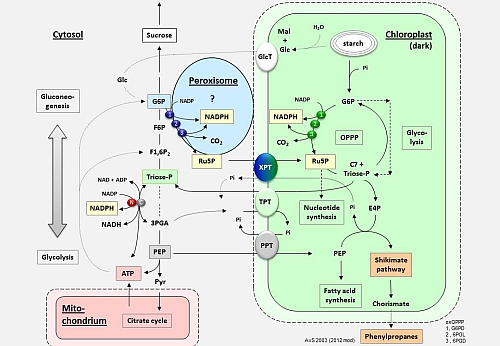 AG von Schaewen - G6PDH project