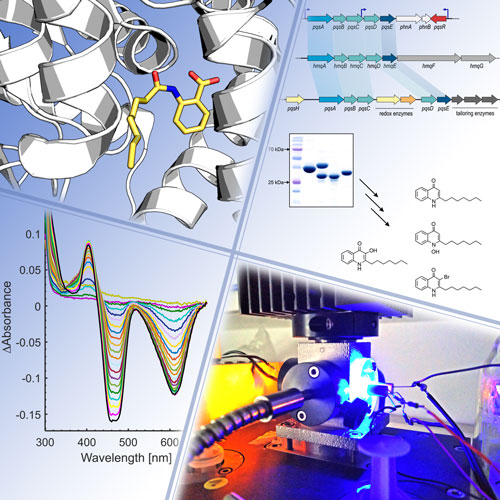 IMMB - Fetzner - Home