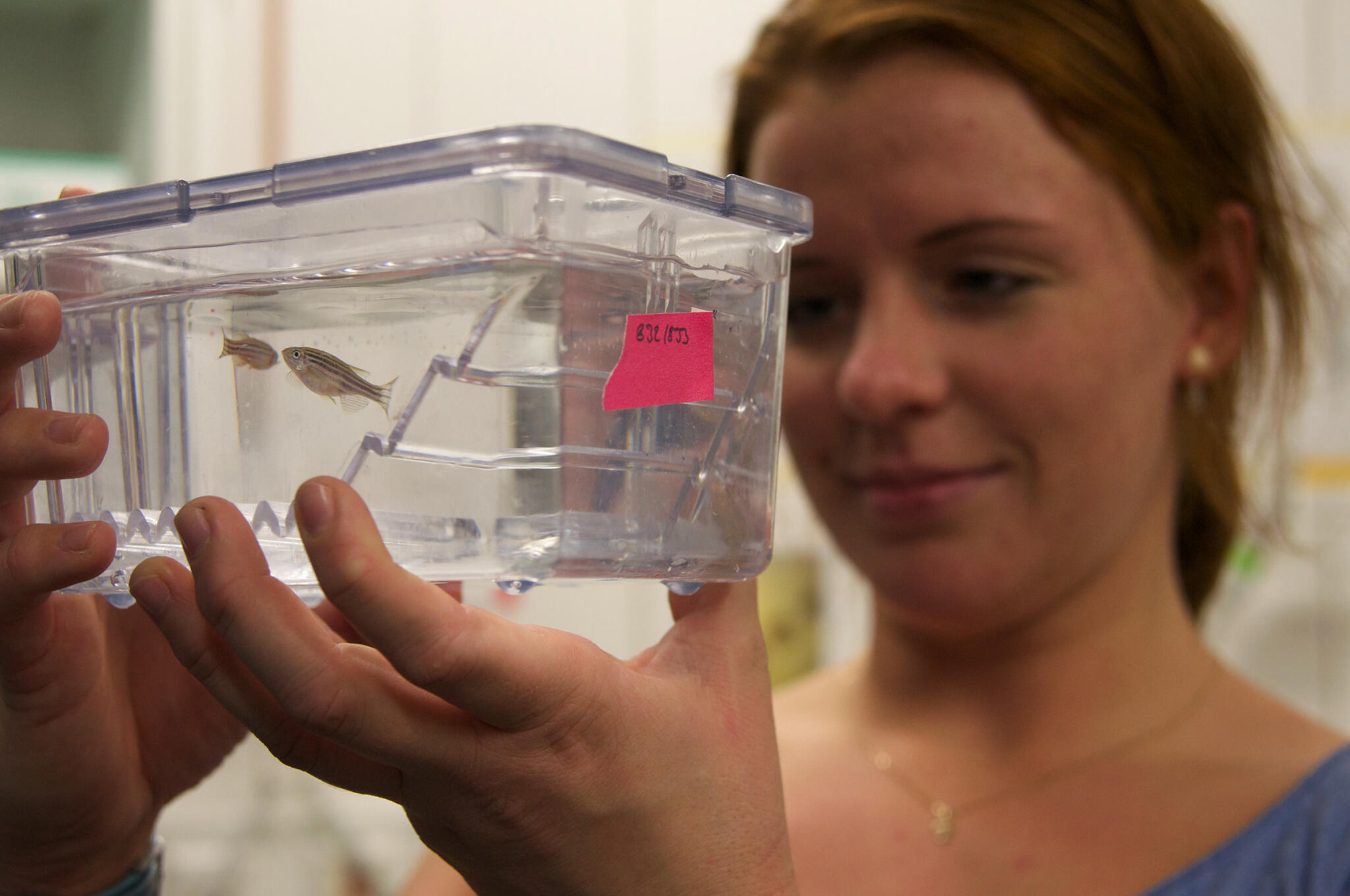 Podcast | Cells on the Move in the Zebrafish