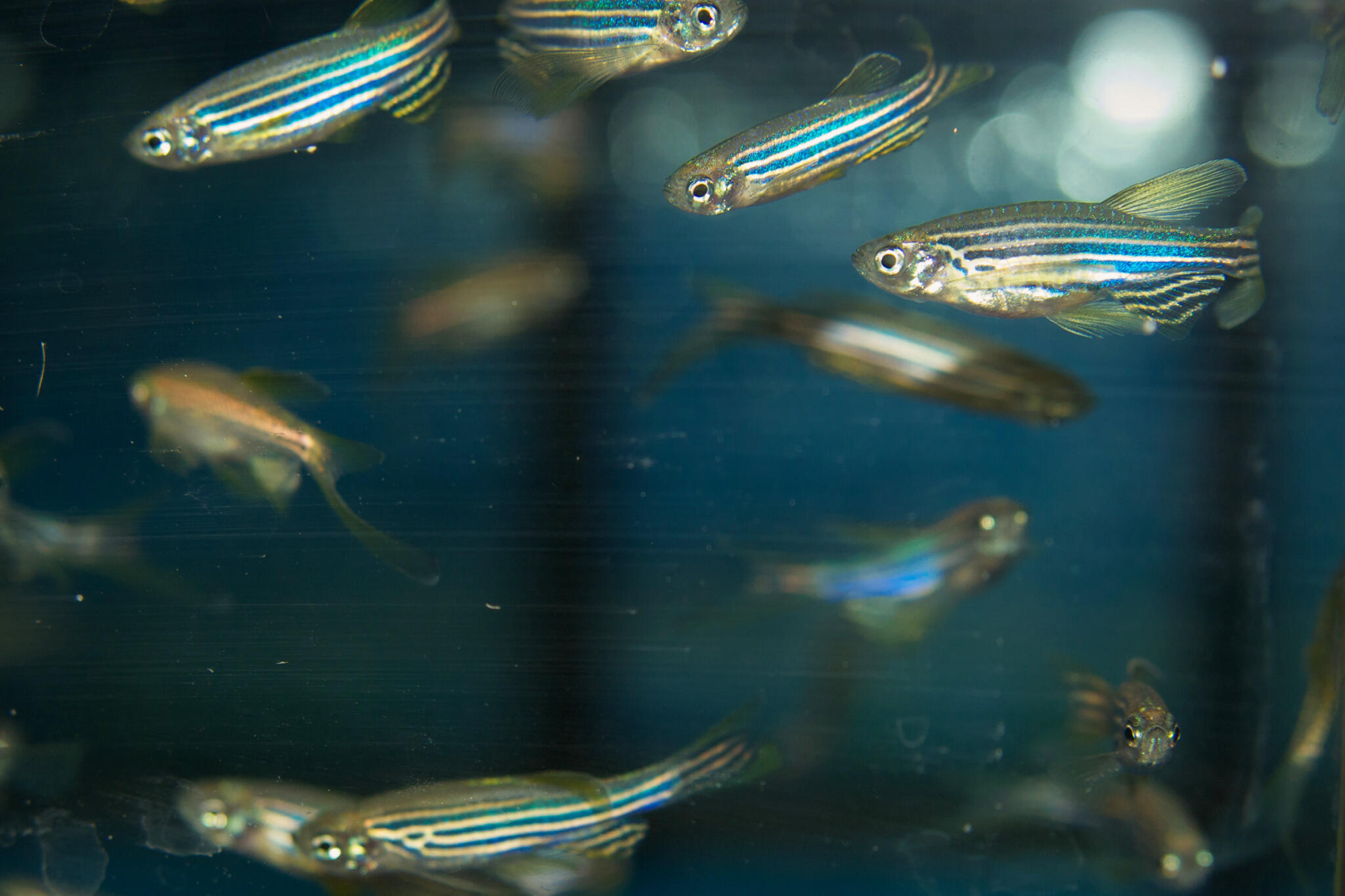 Podcast | Cells on the Move in the Zebrafish