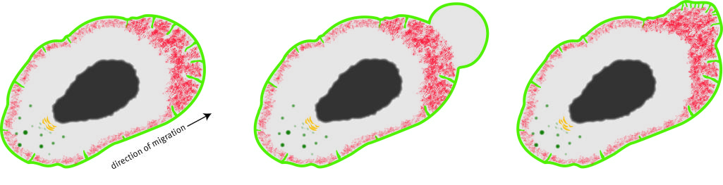 News | How do cells form blebs for their motility?