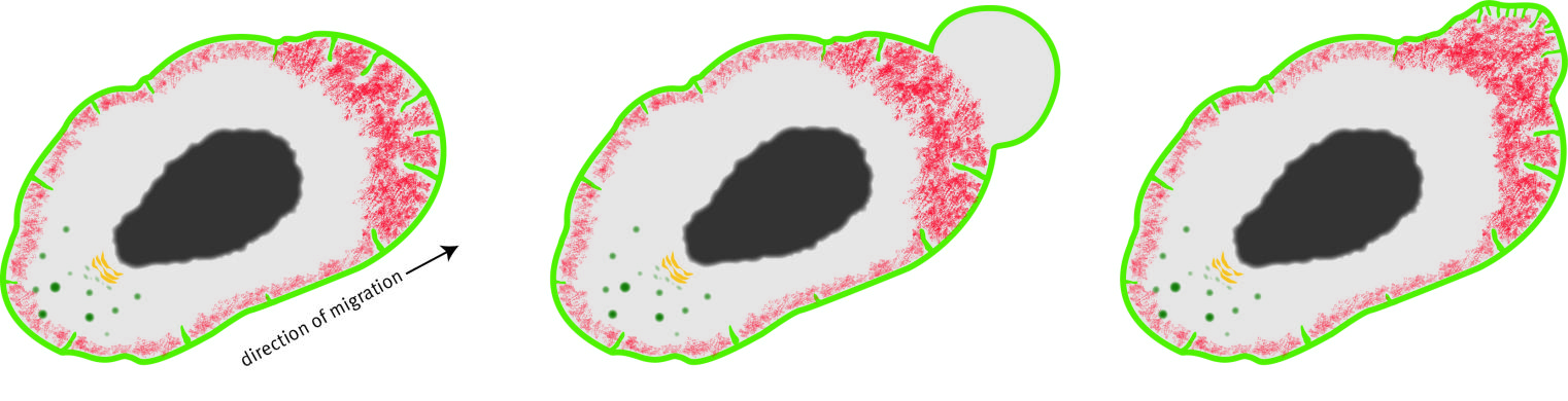 News | How do cells form blebs for their motility?