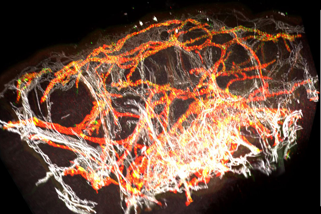 Research profile | Cells in Motion