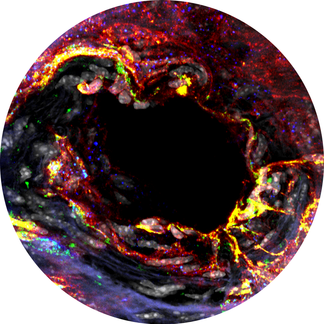 The cell membrane as a point of contact | inVISIBLE