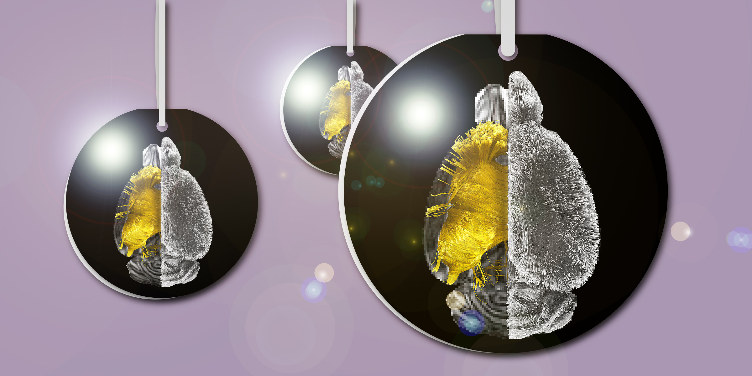 Science on the Christmas tree | Cells in Motion 2024