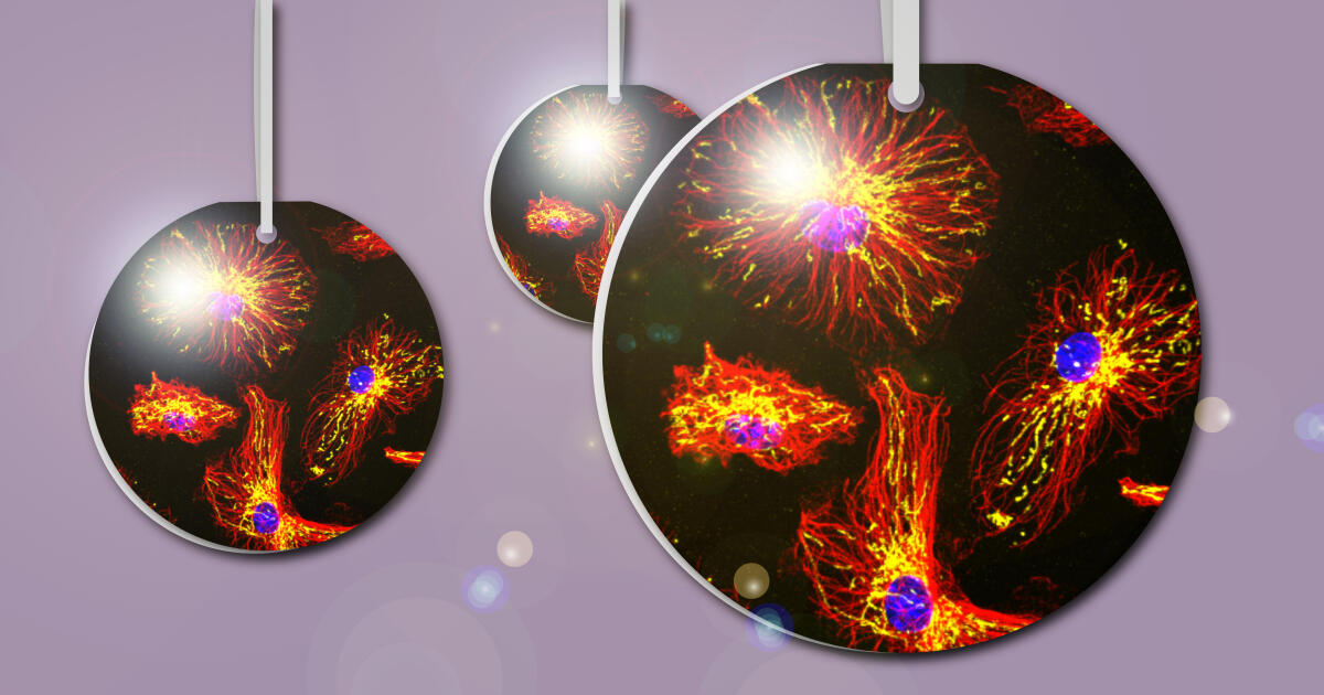 Science on the Christmas tree | Cells in Motion 2025