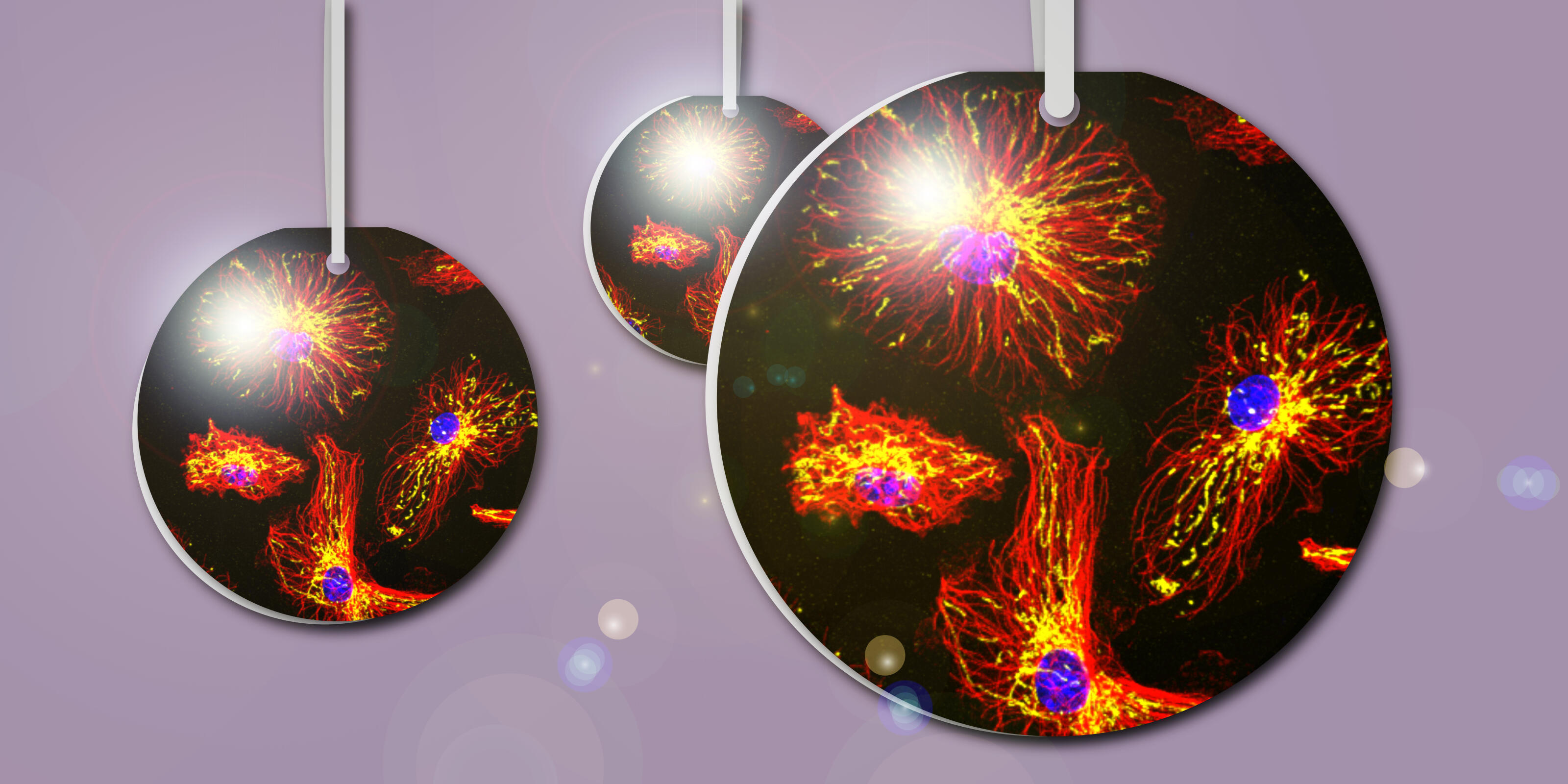 Science on the Christmas tree | Cells in Motion 2025