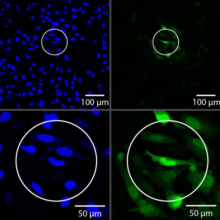 News & Views | Cells in Motion