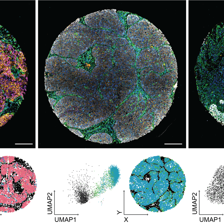 Cells in Motion (CiM) Interfaculty Centre | Universität Münster