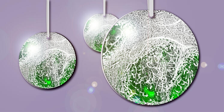 Science on the Christmas tree | Cells in Motion 2022