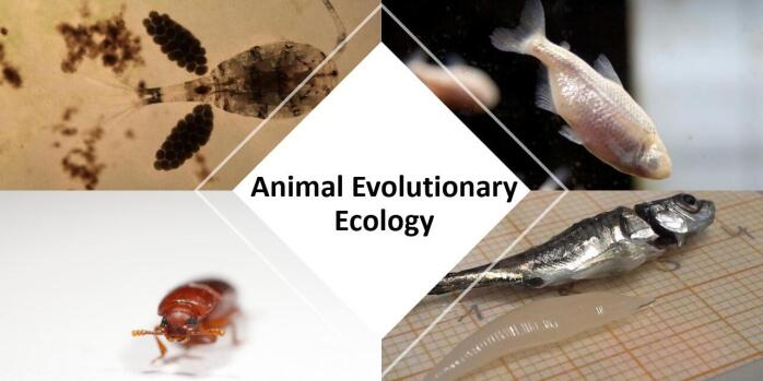IEB - Institute for Evolution and Biodiversity
