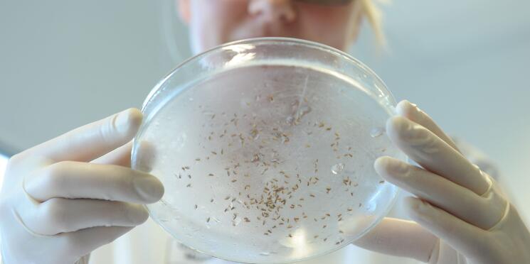 IEB - FGM: Host-parasite co-evolution