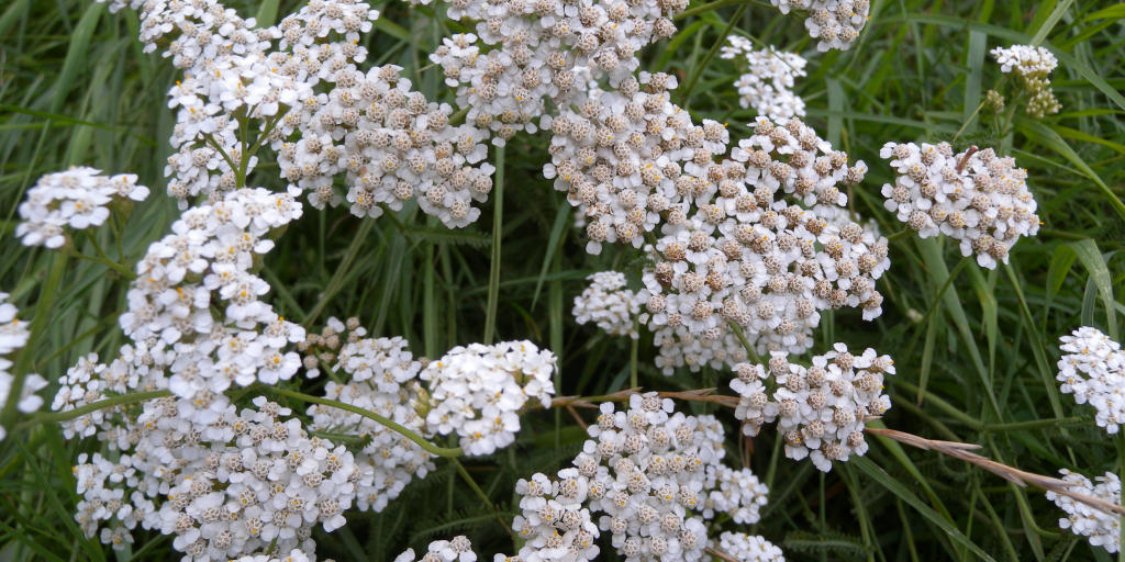Gewöhnliche Schafgarbe (Achilea millefolium aggr.)