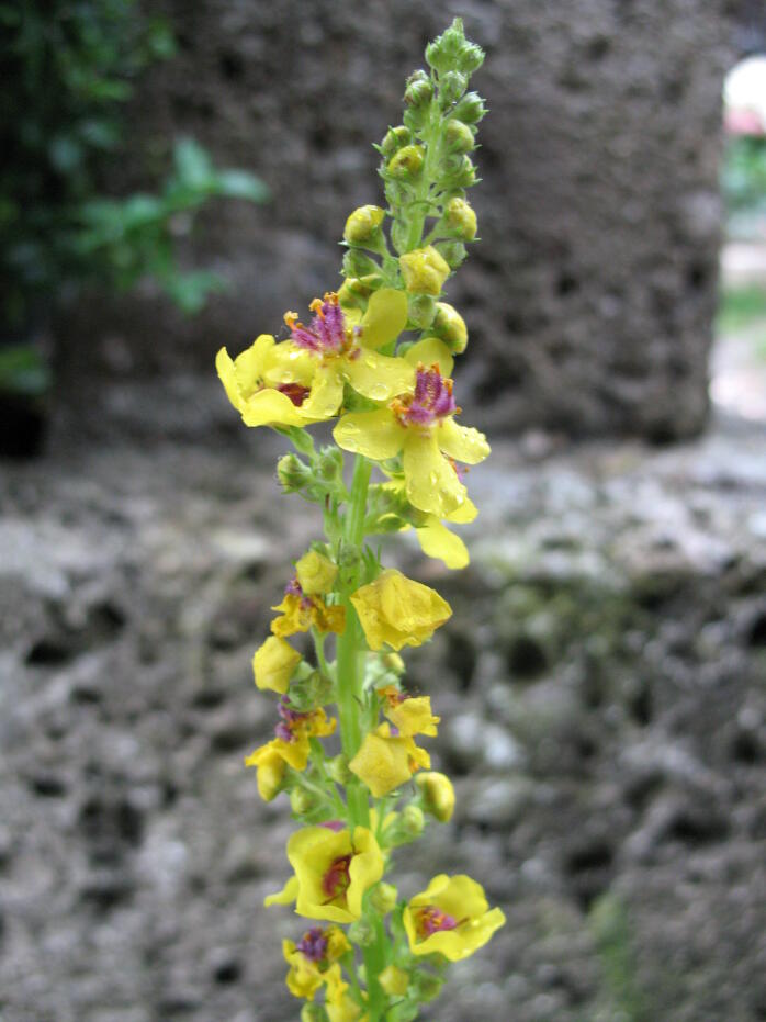 Schwarze Königskerze (Verbascum nigrum)