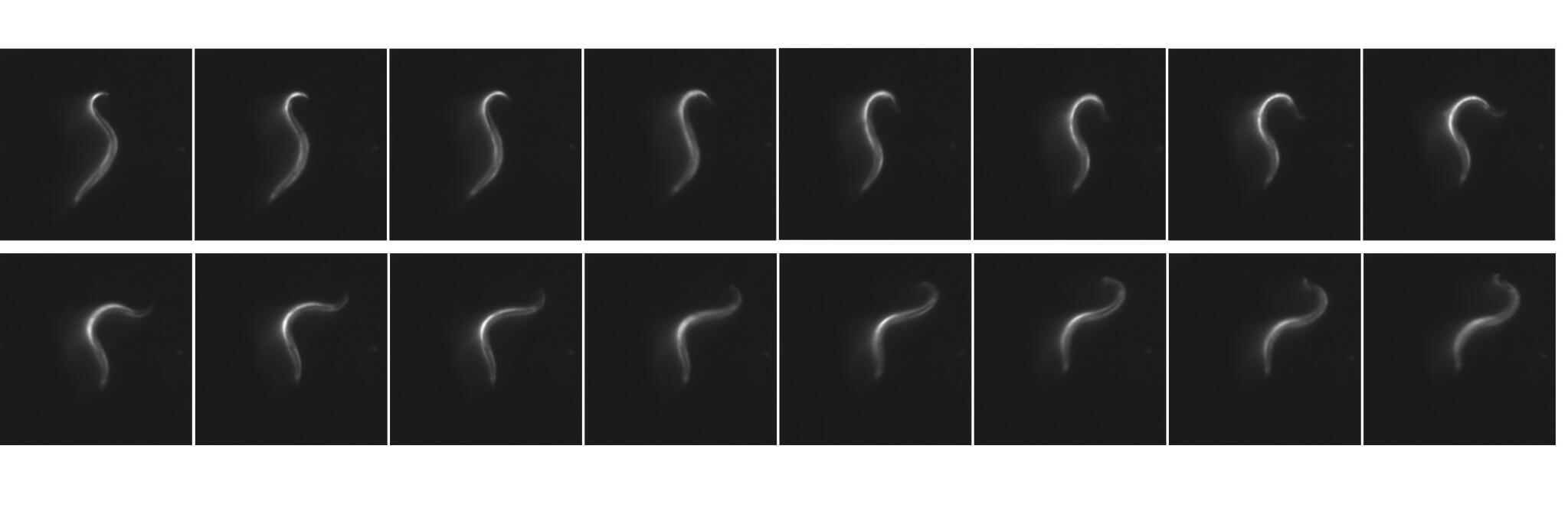 FIM Imaging & FIMTrack