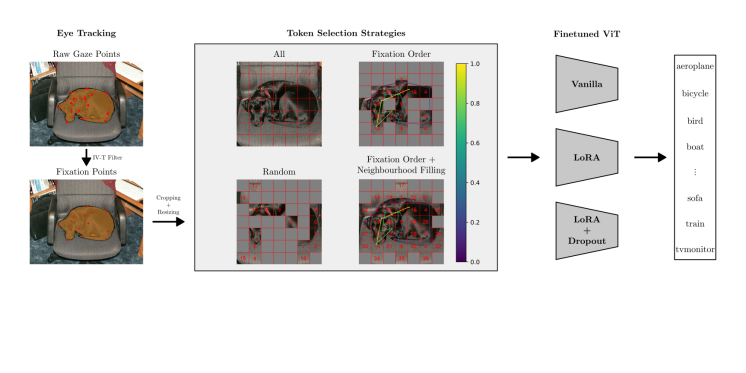 Eye Tracking for Efficient Annotation and Enhanced Neural Network Training