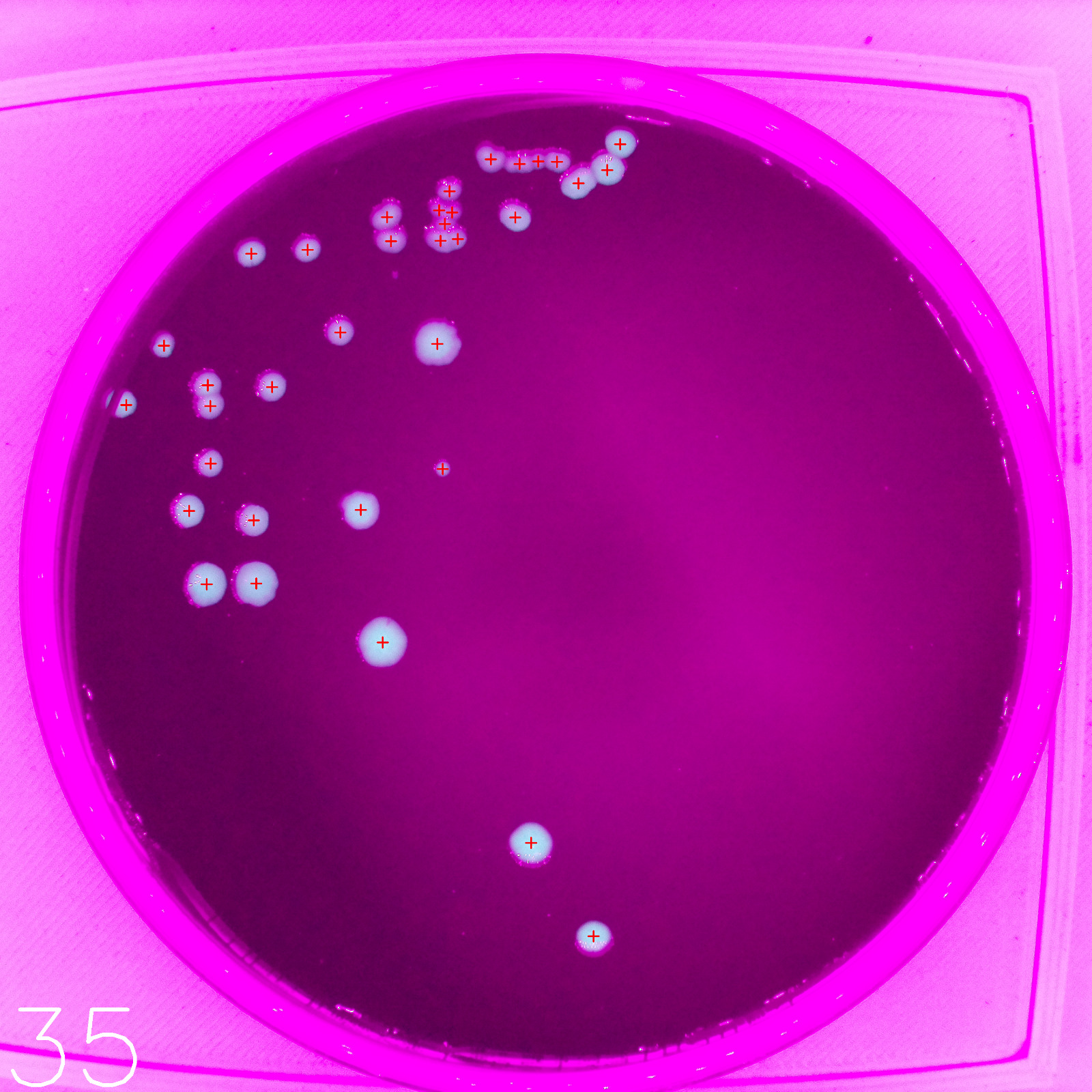 Cell Counting System