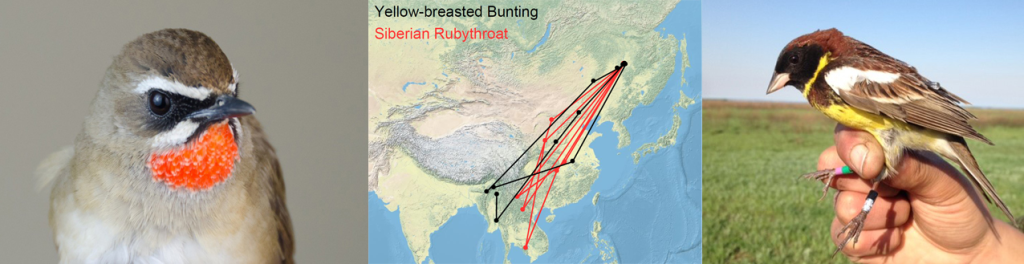 Messengers of a changing world - the migration ecology of Asian land ...