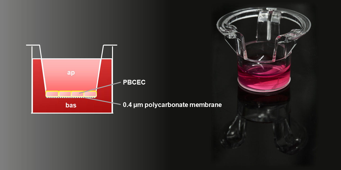 Cellular modes of action of natural products