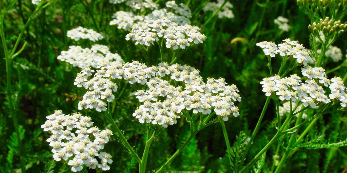 Institut für Pharmazeutische Biologie und Phytochemie