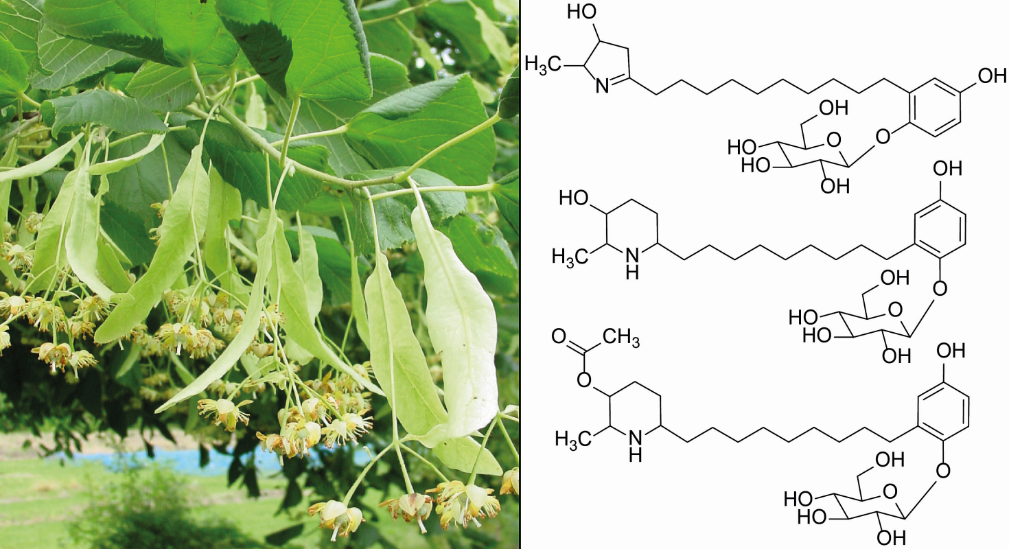 Institut für Pharmazeutische Biologie und Phytochemie