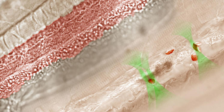 AG Denz - Teilchen fangen mit Licht