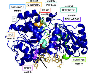 DEAD-box RNA Helicases