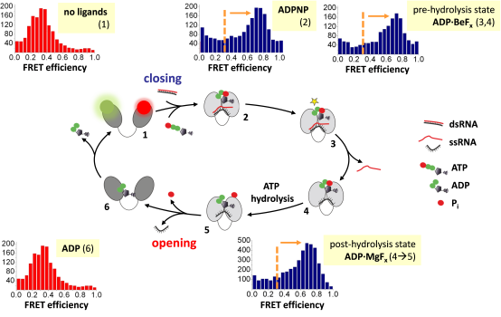 IPC - RNA helicases