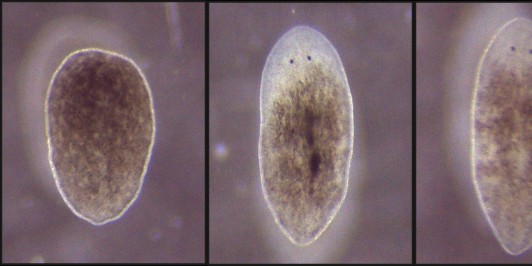 Regeneration starts with a wound